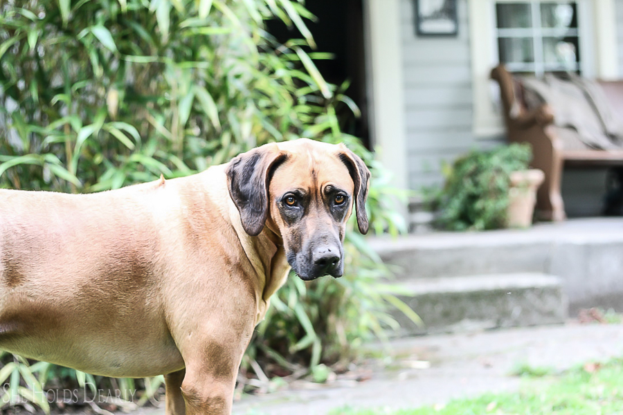 Dogs and Decorating - She Holds Dearly