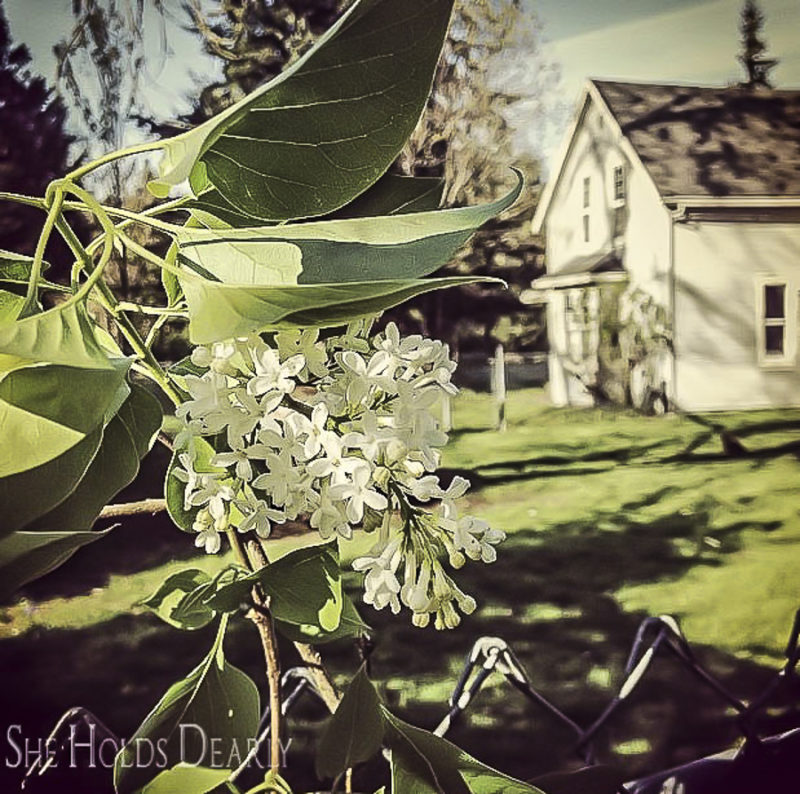 Fresh Cut Lilac Bouquet Tutorial - She Holds Dearly
